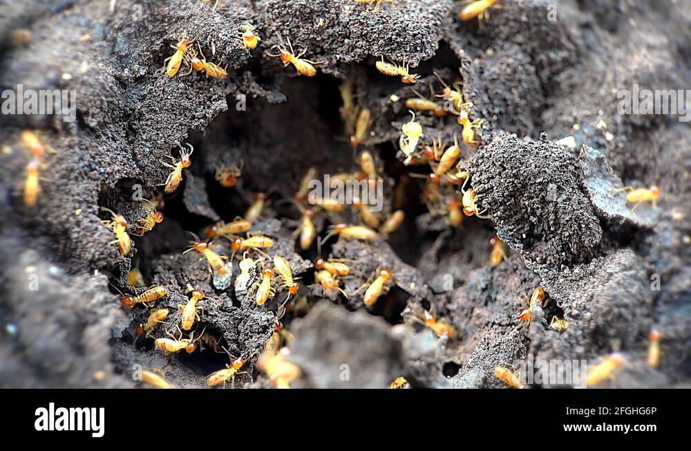 Termites inside a termitary. Macro shooting Stock Video Footage - Alamy