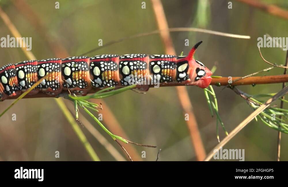 Larva caterpillar Hyles euphorbiae spurge hawk-moth of family ...