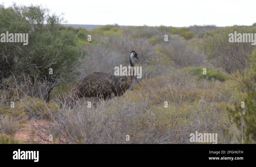 Australian safari Stock Videos & Footage - HD and 4K Video Clips - Alamy