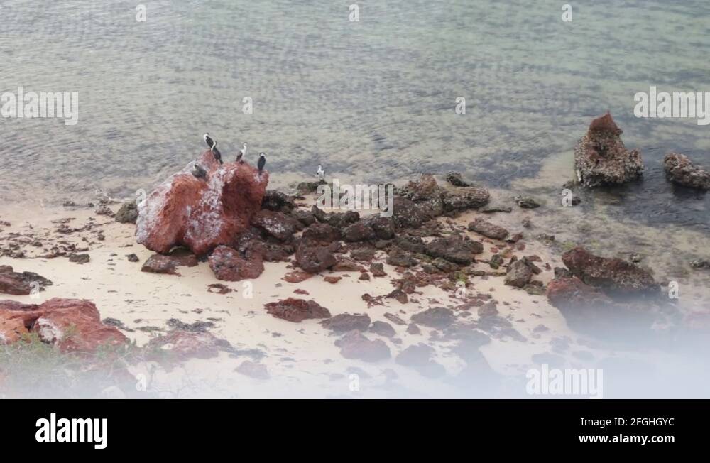 Birds sitting on rocks Stock Videos & Footage - HD and 4K Video Clips ...