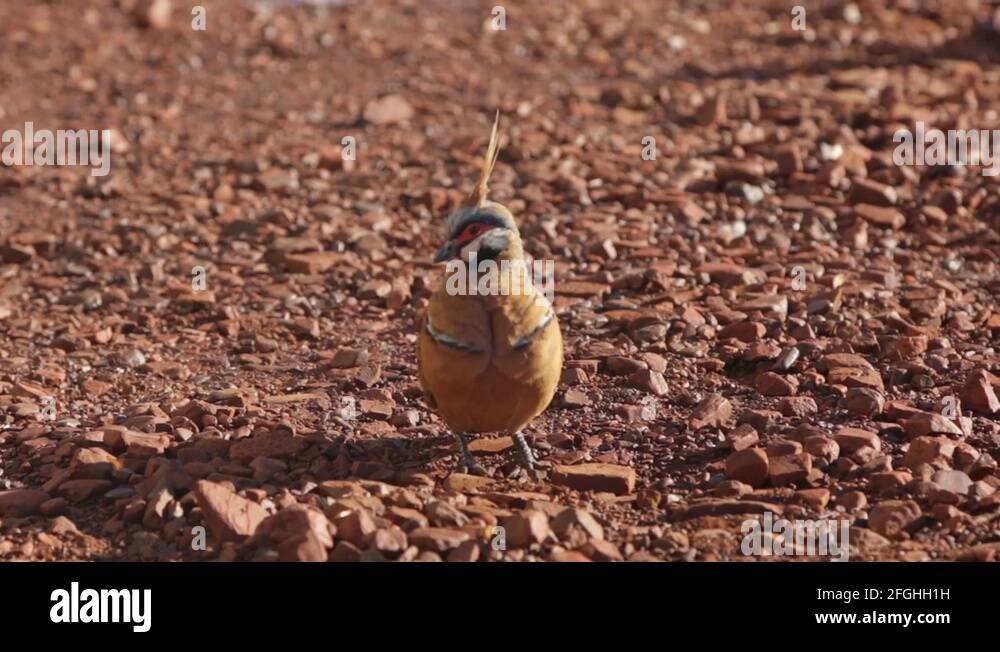 Food in the outback Stock Videos & Footage - HD and 4K Video Clips - Alamy