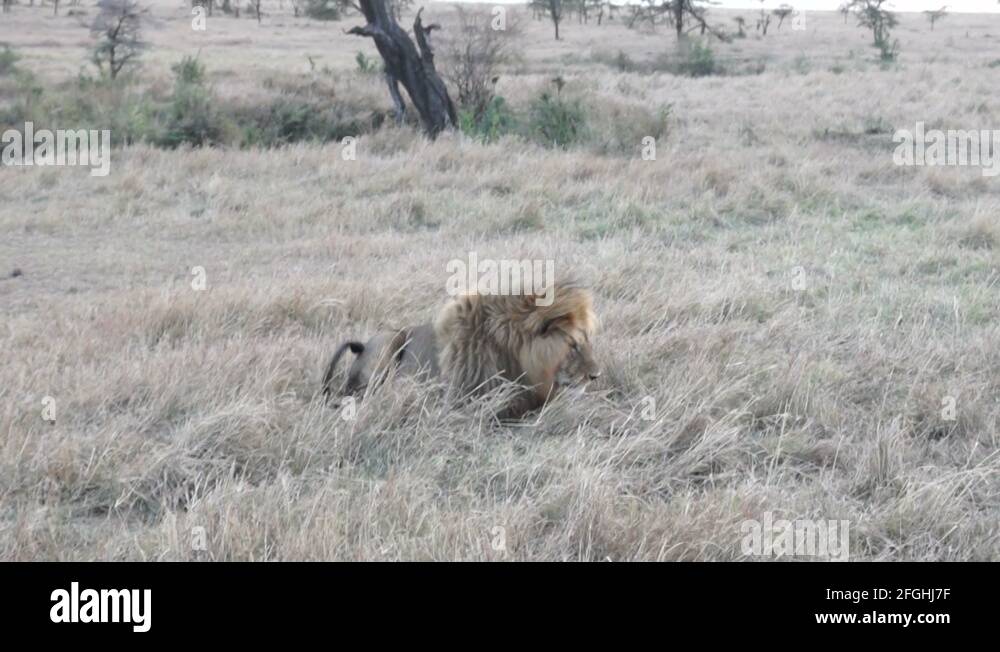 Lion bites Stock Videos & Footage - HD and 4K Video Clips - Alamy