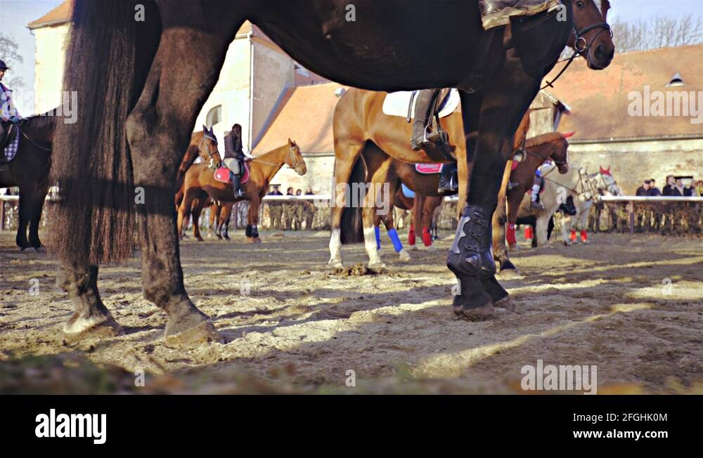 Horse parade in riding arena 4K Stock Video Footage - Alamy