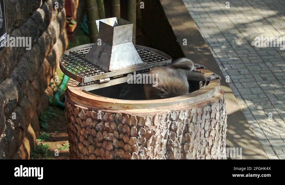 Monkey dust Stock Videos & Footage - HD and 4K Video Clips - Alamy