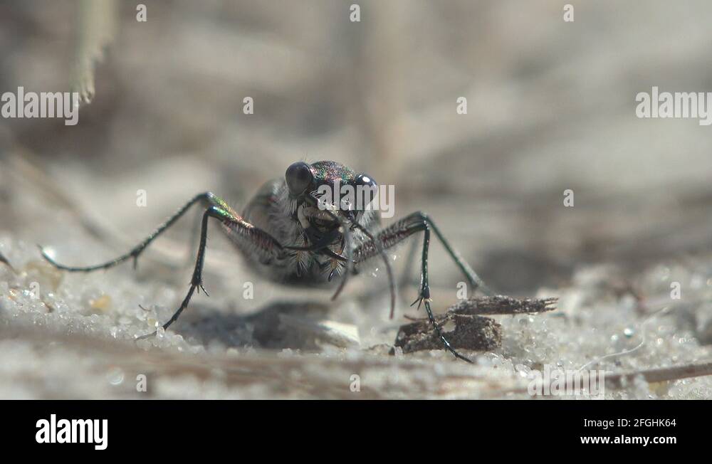 Insect Cicindela hybrida also known as the northern dune tiger beetle ...
