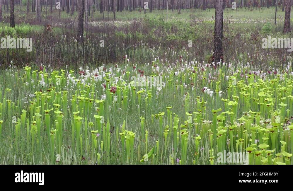 Bog ecosystem Stock Videos & Footage - HD and 4K Video Clips - Alamy