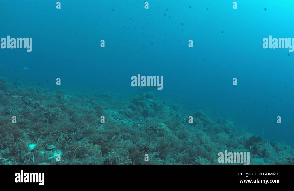 Manta ray on a coral reef 4k Stock Video Footage - Alamy