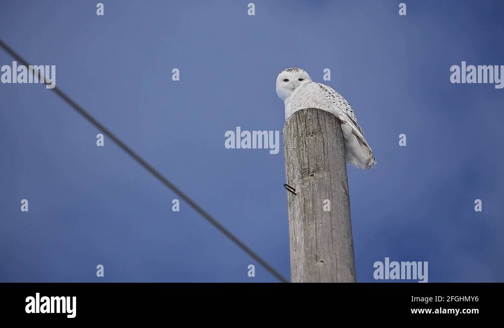 Pole head Stock Videos & Footage - HD and 4K Video Clips - Alamy