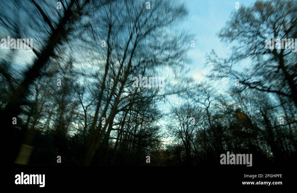 Drive through tall trees Stock Videos & Footage - HD and 4K Video Clips ...
