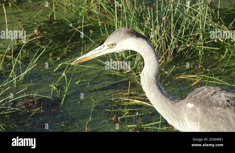 Hunting fish Stock Videos & Footage - HD and 4K Video Clips - Alamy
