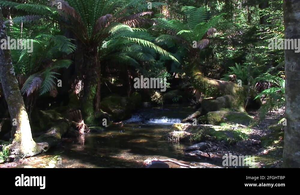 River flows through Tasmanias temperate rainforests Stock Video Footage ...