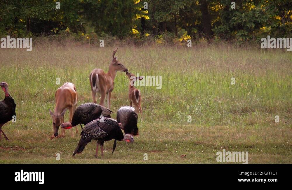 Greet young bird Stock Videos & Footage - HD and 4K Video Clips - Alamy