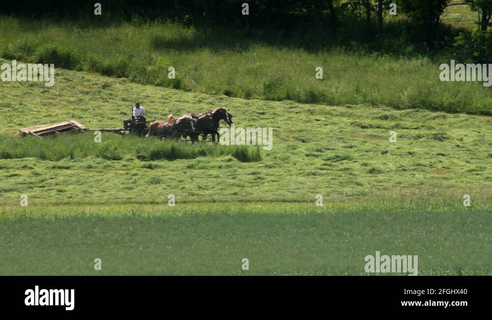 Crop horses Stock Videos & Footage - HD and 4K Video Clips - Alamy