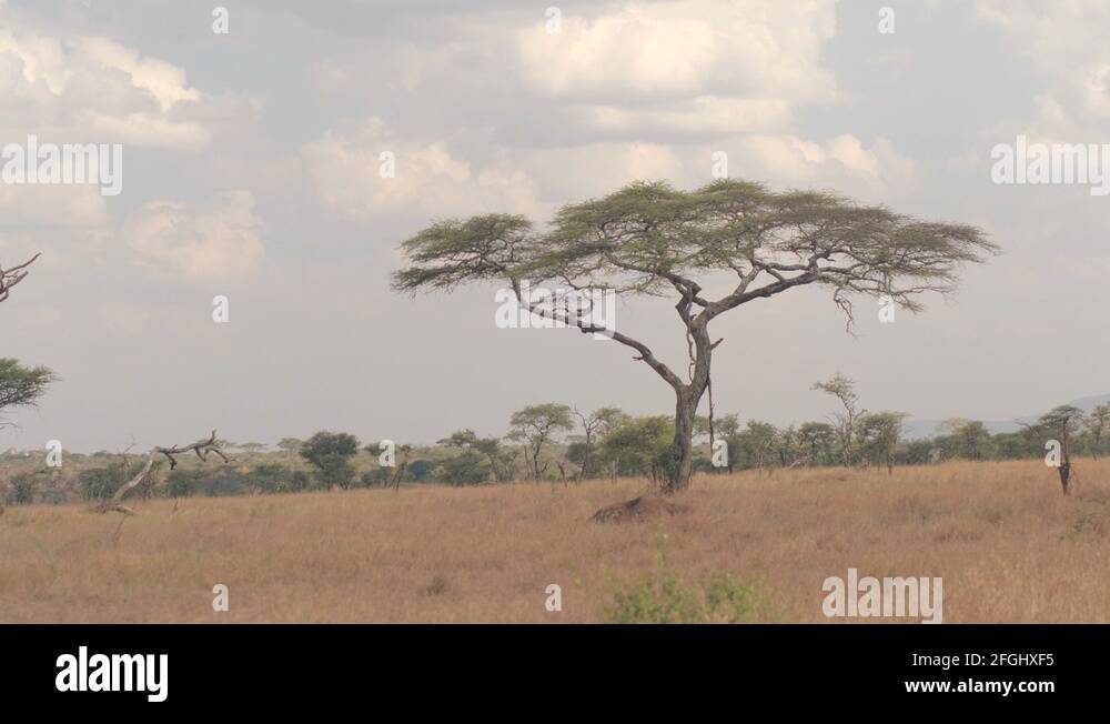 Africa acacia tree bark Stock Videos & Footage - HD and 4K Video Clips ...