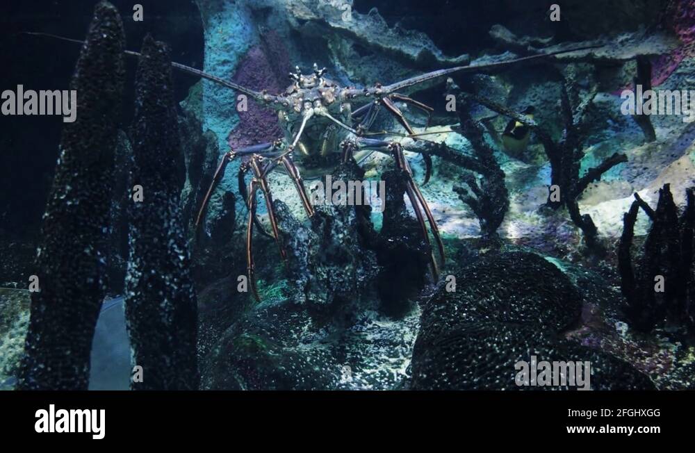 Florida creatures Stock Videos & Footage - HD and 4K Video Clips - Alamy