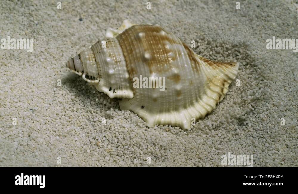 Sea snail shell Stock Videos & Footage - HD and 4K Video Clips - Alamy