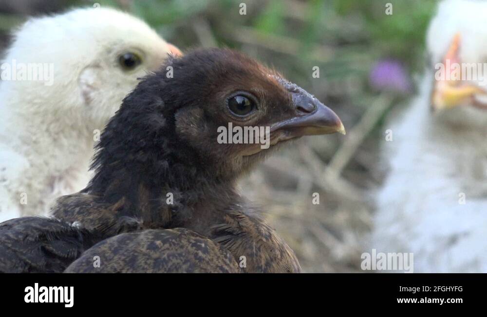 Friendly chickens Stock Videos & Footage - HD and 4K Video Clips - Alamy