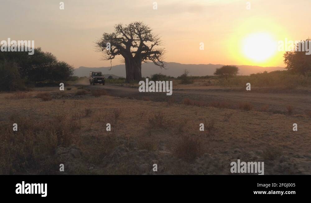 Safari game drive africa sunset Stock Videos & Footage - HD and 4K ...