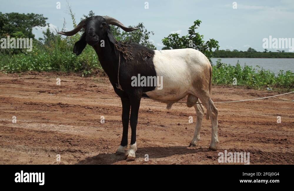 An African goat draws attention of its pastor. About the production of ...