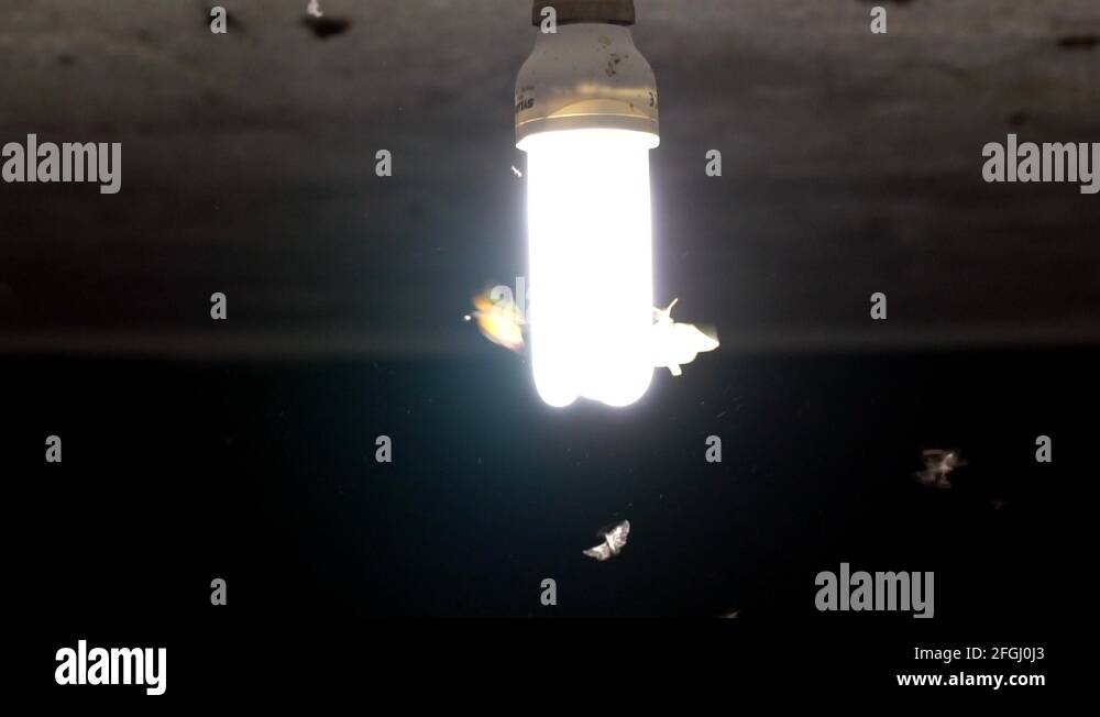 Moths light trap Stock Videos & Footage - HD and 4K Video Clips - Alamy