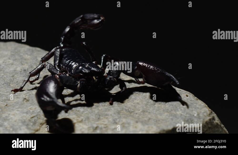 Scorpion design Stock Videos & Footage - HD and 4K Video Clips - Alamy
