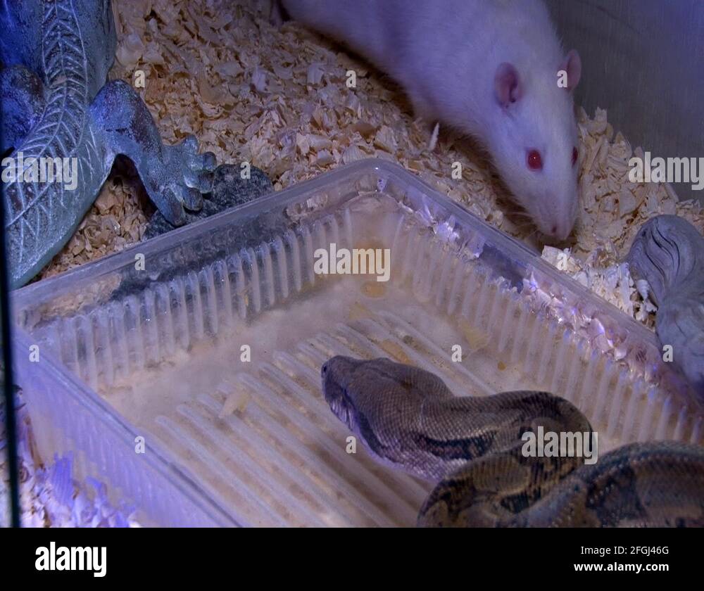 Strike rat Stock Videos & Footage - HD and 4K Video Clips - Alamy