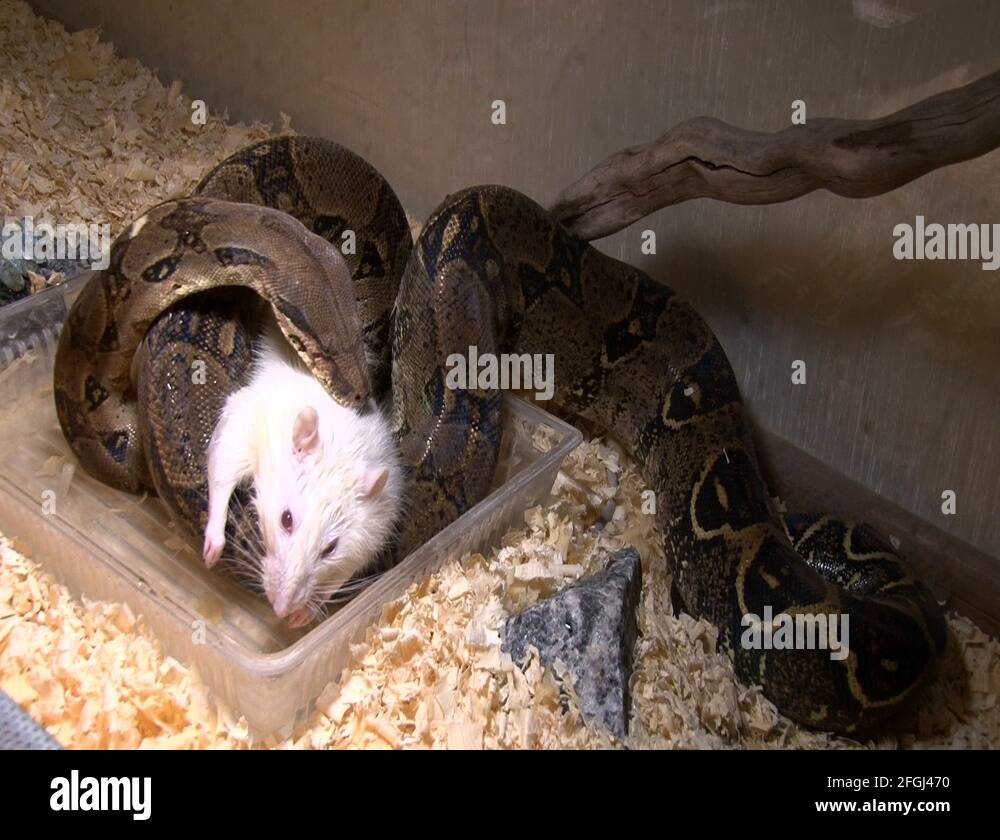 Swamp snake Stock Videos & Footage - HD and 4K Video Clips - Alamy