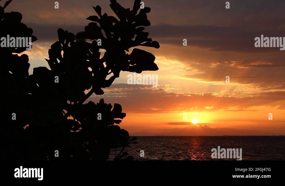 Paradise fig Stock Videos & Footage - HD and 4K Video Clips - Alamy