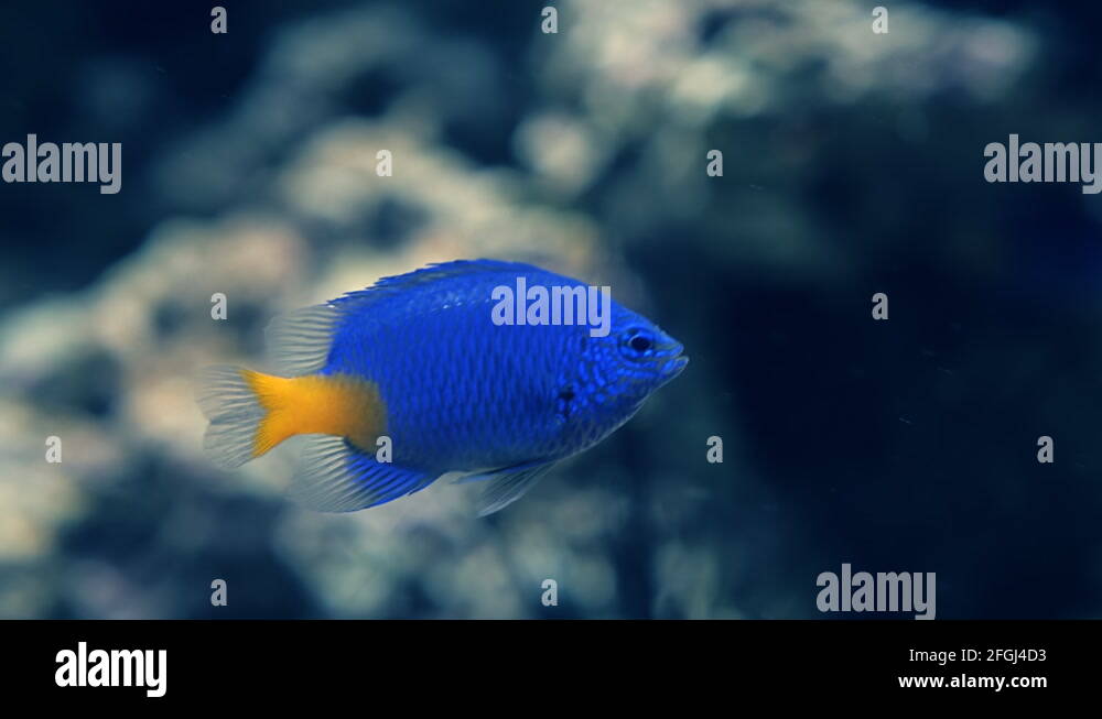 Blue damsel Stock Videos & Footage - HD and 4K Video Clips - Alamy