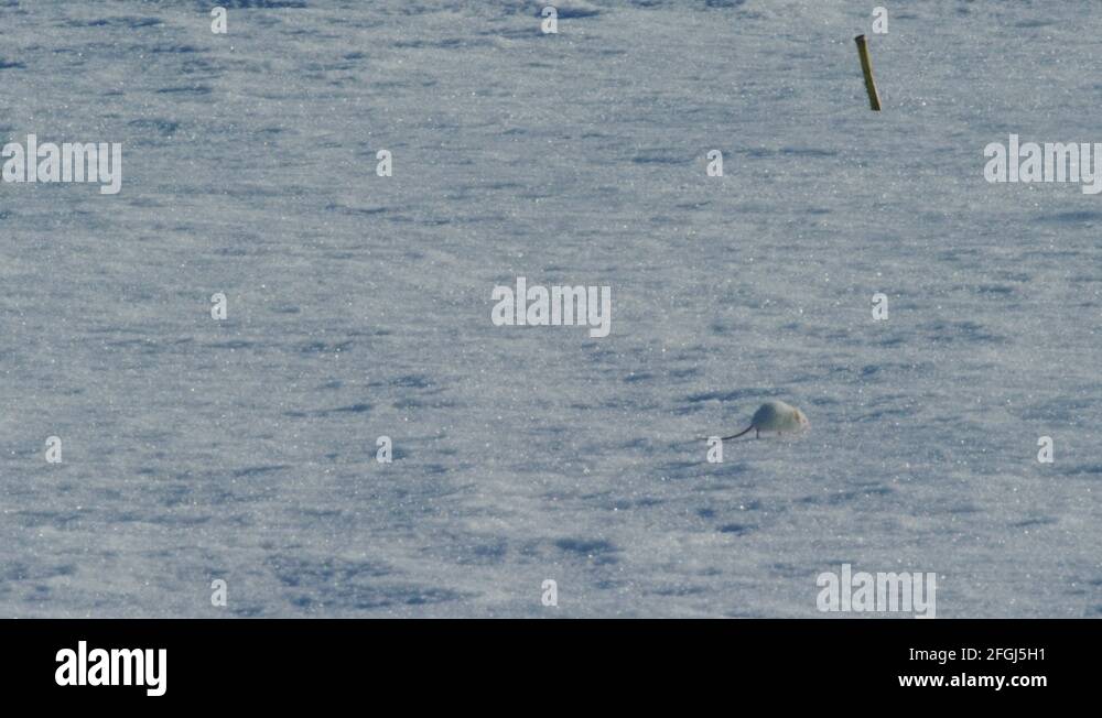 White raptor Stock Videos & Footage - HD and 4K Video Clips - Alamy