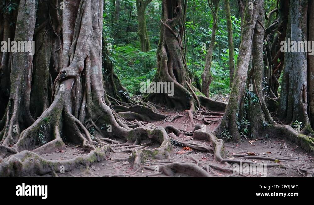 Spread roots Stock Videos & Footage - HD and 4K Video Clips - Alamy