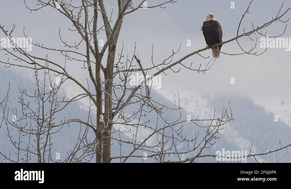 Noble eagle Stock Videos & Footage - HD and 4K Video Clips - Alamy