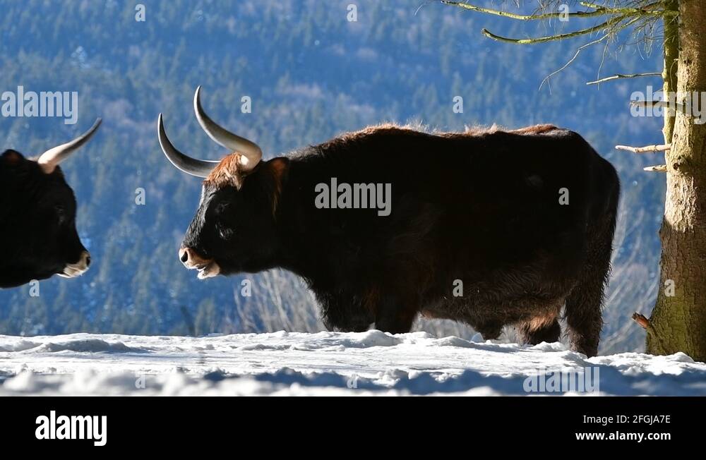 Bull under tree Stock Videos & Footage - HD and 4K Video Clips - Alamy