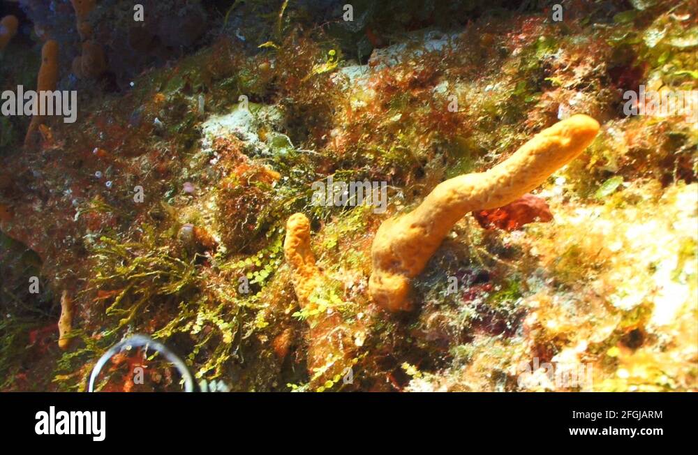 Ocean drum Stock Videos & Footage - HD and 4K Video Clips - Alamy