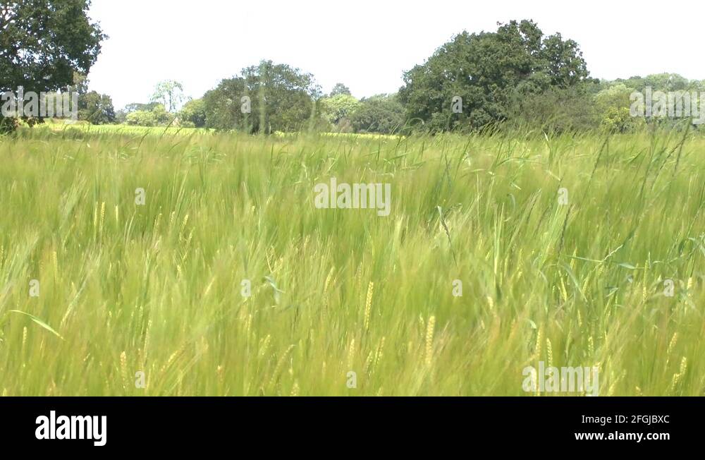 Corn oak Stock Videos & Footage - HD and 4K Video Clips - Alamy