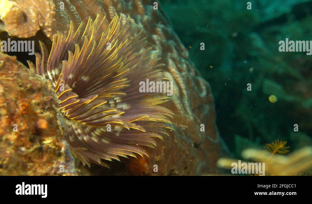 Super worm Stock Videos & Footage - HD and 4K Video Clips - Alamy