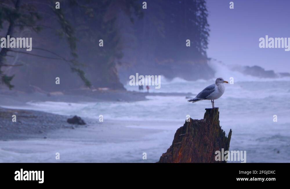 Drift log Stock Videos & Footage - HD and 4K Video Clips - Alamy