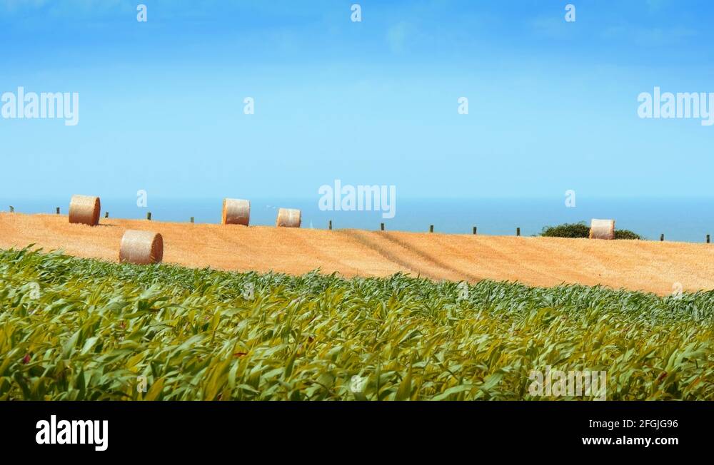 Beautiful coastal field Stock Videos & Footage - HD and 4K Video Clips ...