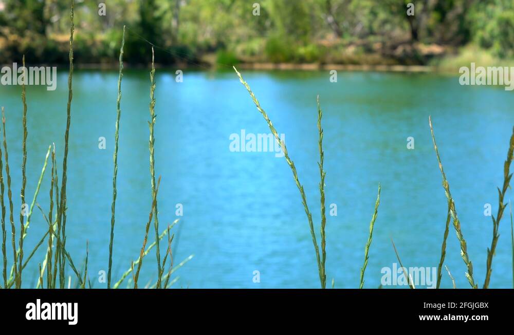 Australian bush setting Stock Videos & Footage - HD and 4K Video Clips ...