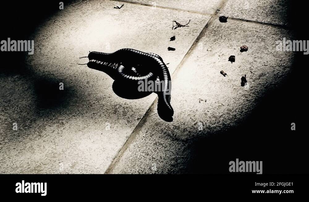 Multi legged insects Stock Videos & Footage - HD and 4K Video Clips - Alamy