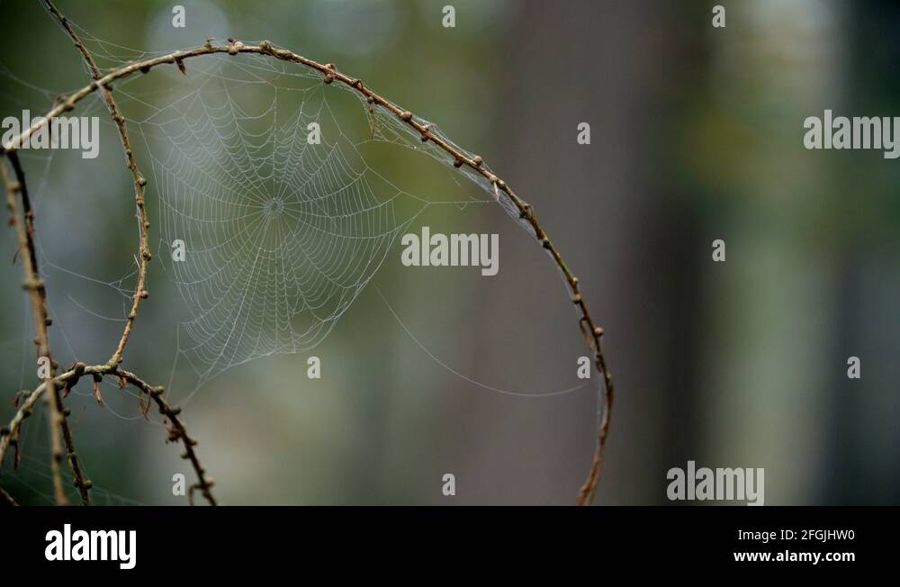 Autumn cobweb Stock Videos & Footage - HD and 4K Video Clips - Alamy
