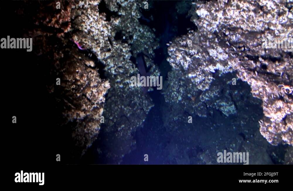 Live fish in reefs underwater in Pacific Ocean Stock Video Footage - Alamy