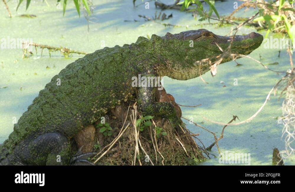 Tilt Up to Alligator Resting on Stump, 4K Stock Video Footage - Alamy