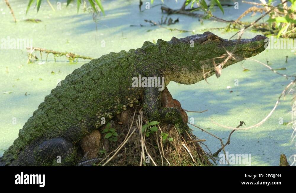 American alligator habitat tree Stock Videos & Footage - HD and 4K ...