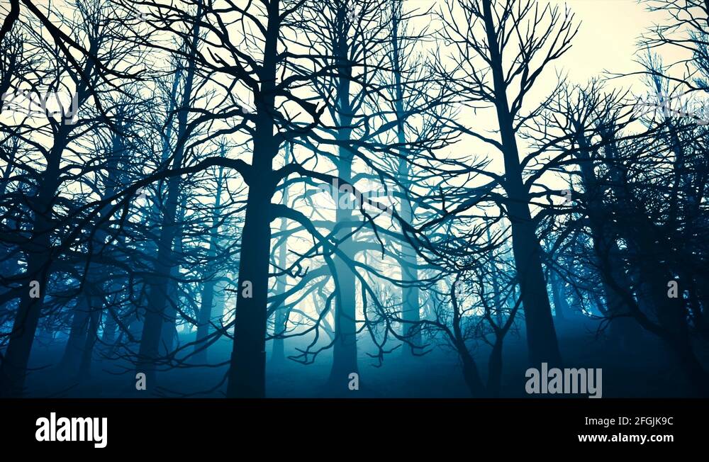 Forest night dead Stock Videos & Footage - HD and 4K Video Clips - Alamy