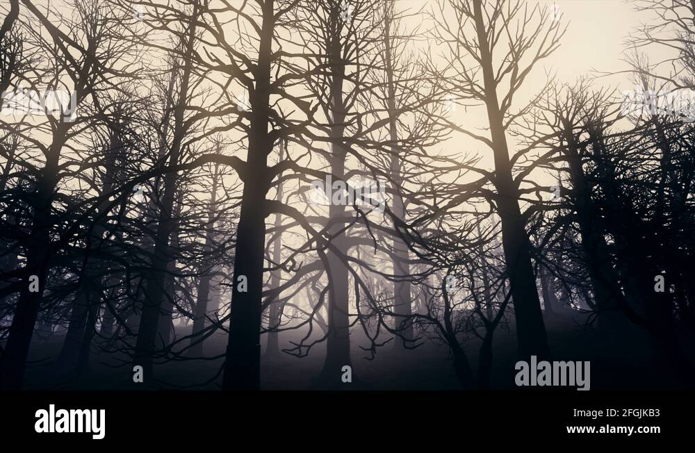 Forest night dead Stock Videos & Footage - HD and 4K Video Clips - Alamy