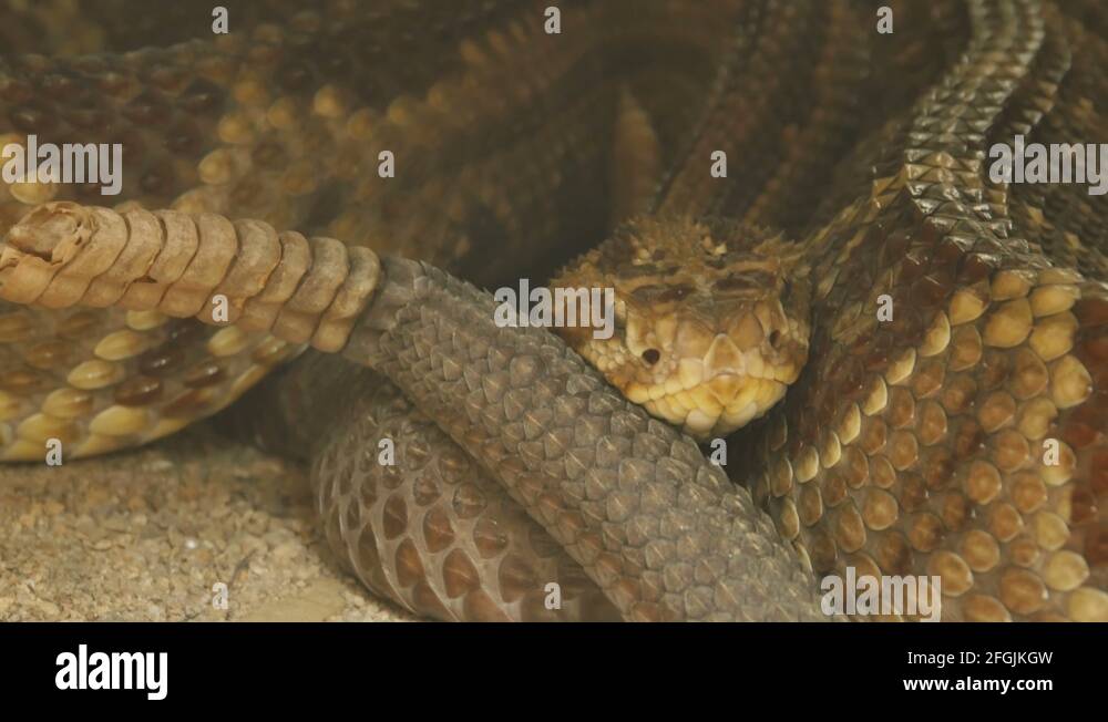 Costa rican snake Stock Videos & Footage - HD and 4K Video Clips - Alamy