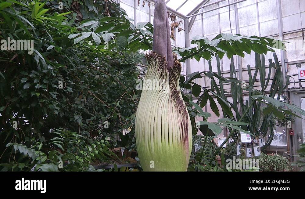 Rare Titan arum corpse plant blooming Stock Video Footage - Alamy