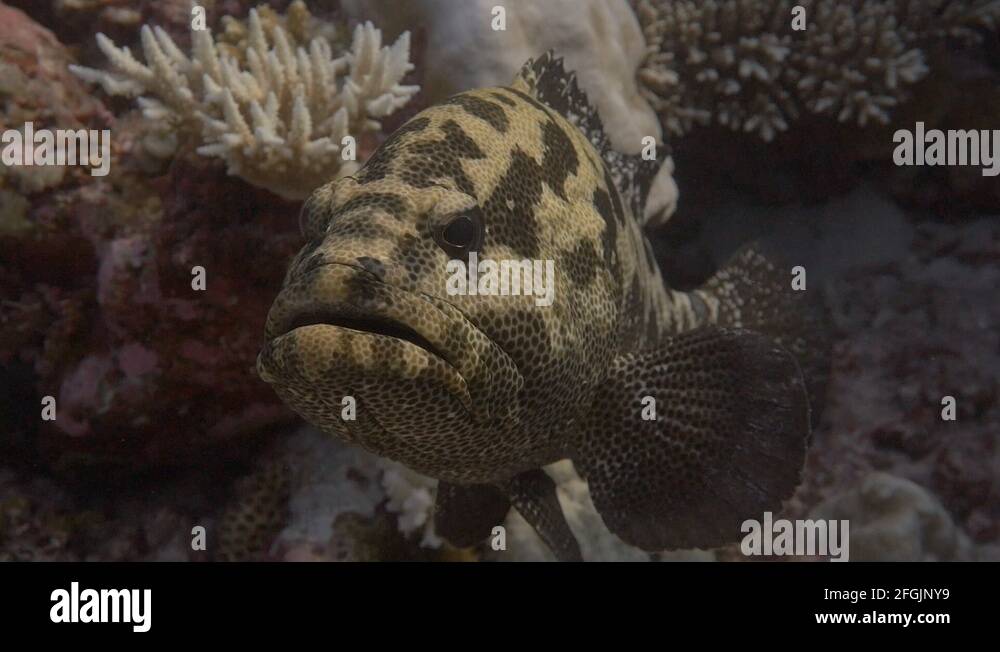 Sicklefish Stock Videos & Footage - HD and 4K Video Clips - Alamy