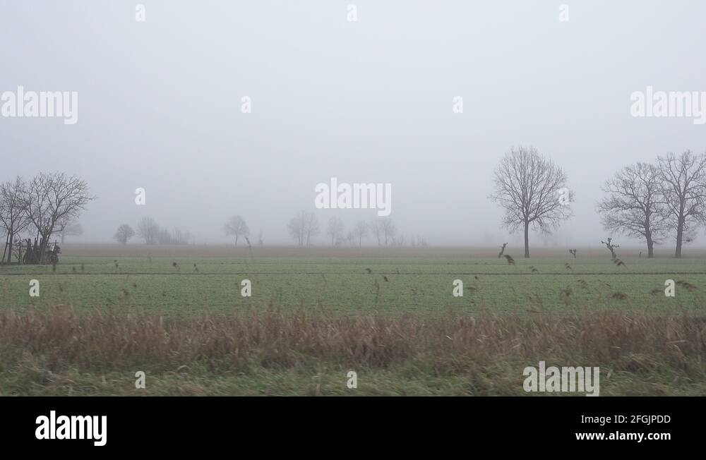 Trees and mist and countryside Stock Videos & Footage - HD and 4K Video ...